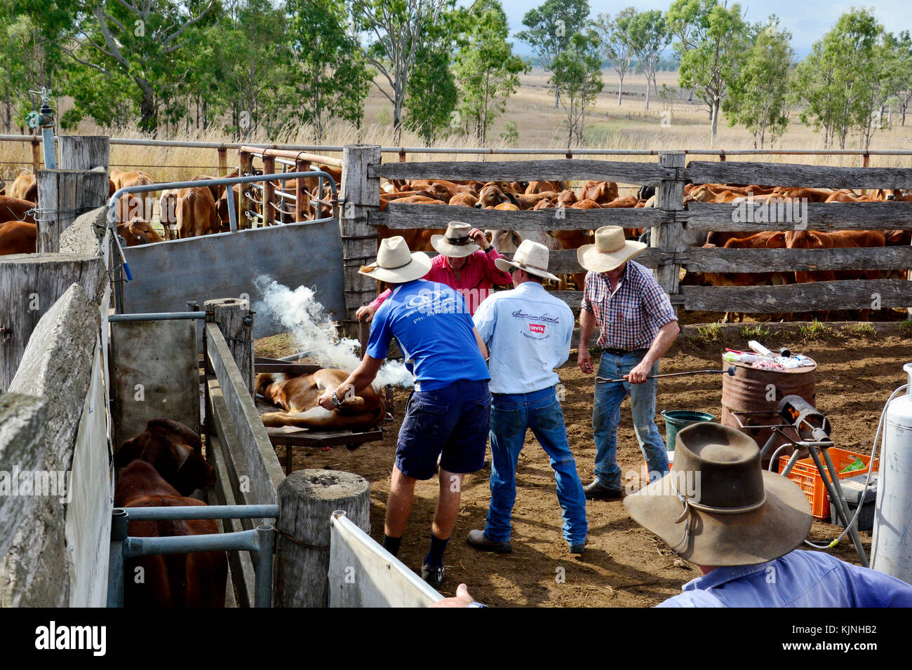 Branding Cow Stock Photos & Branding Cow Stock Images - Alamy
