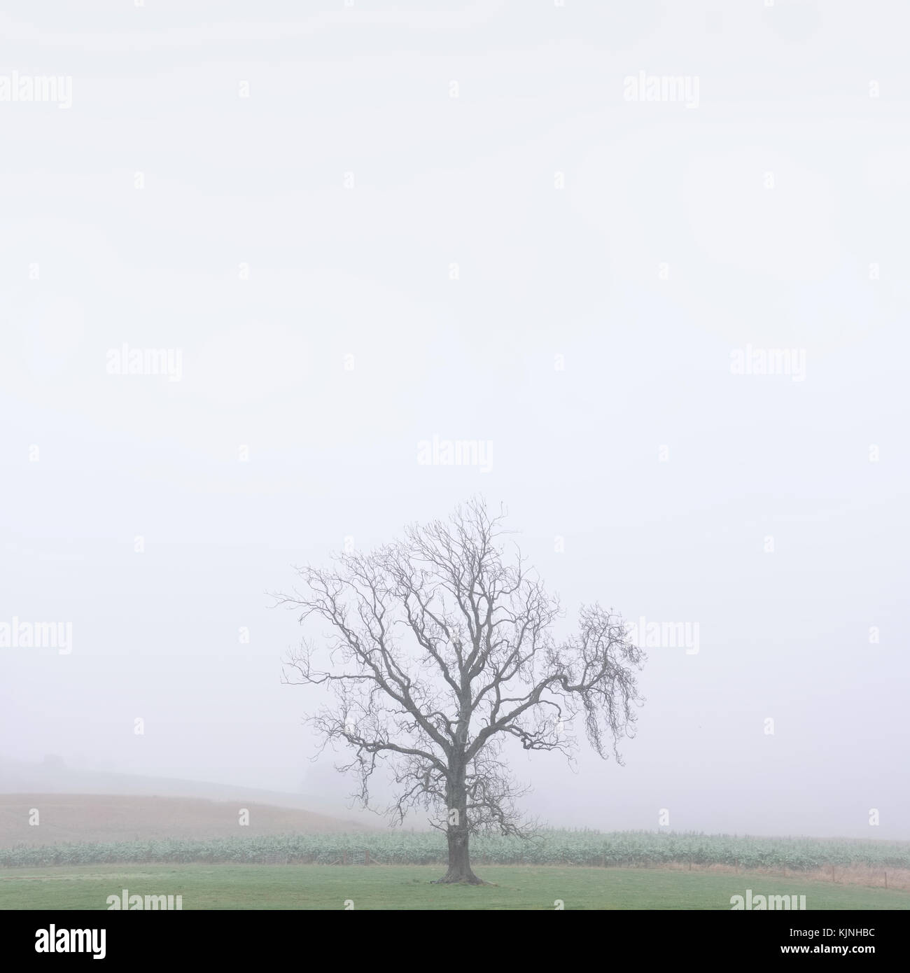 Alone fog one single hi-res stock photography and images - Alamy