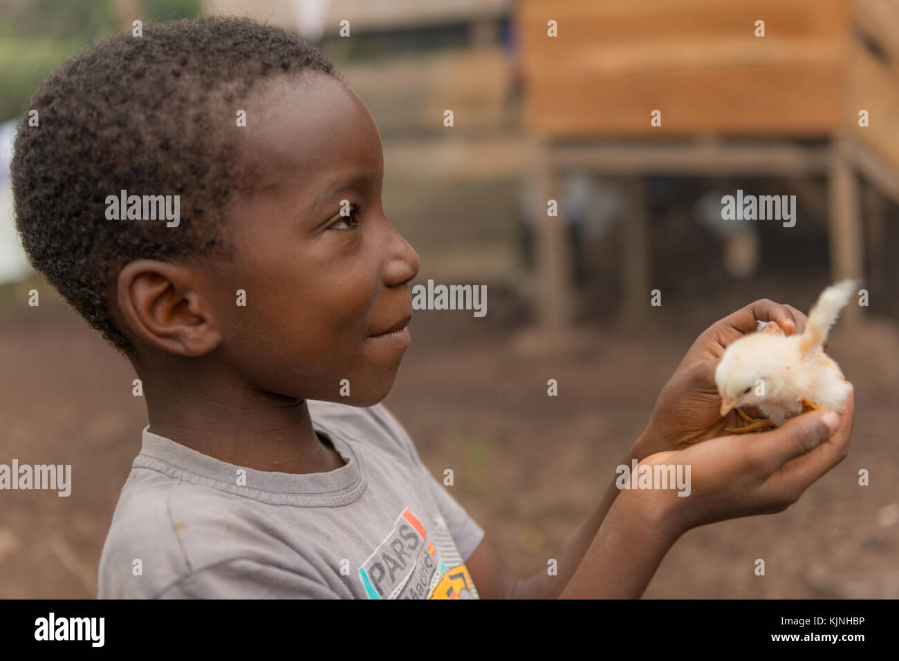 boy with chick Stock Photo - Alamy