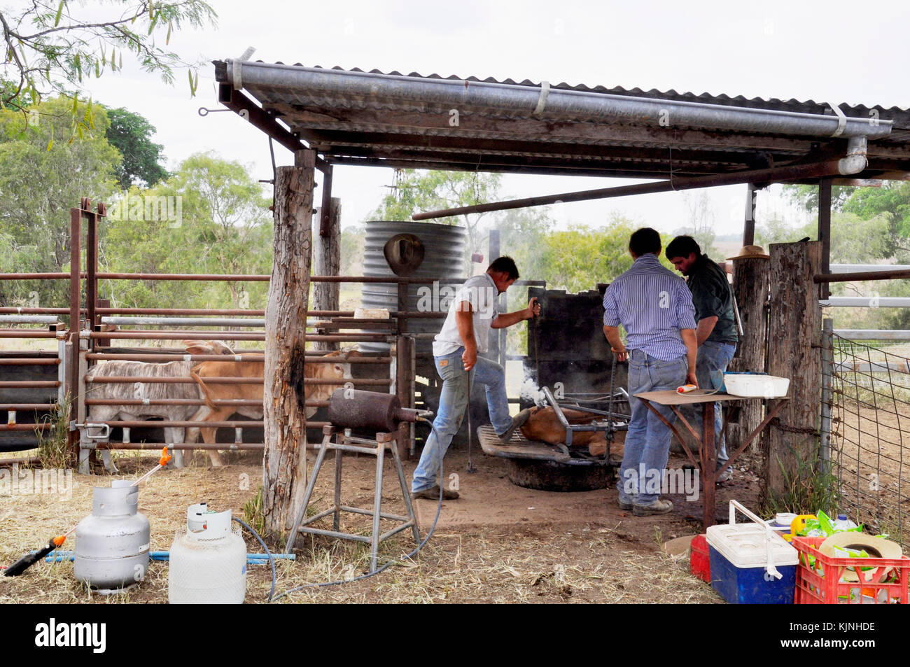 Australian Cattle Station High Resolution Stock Photography and Images ...