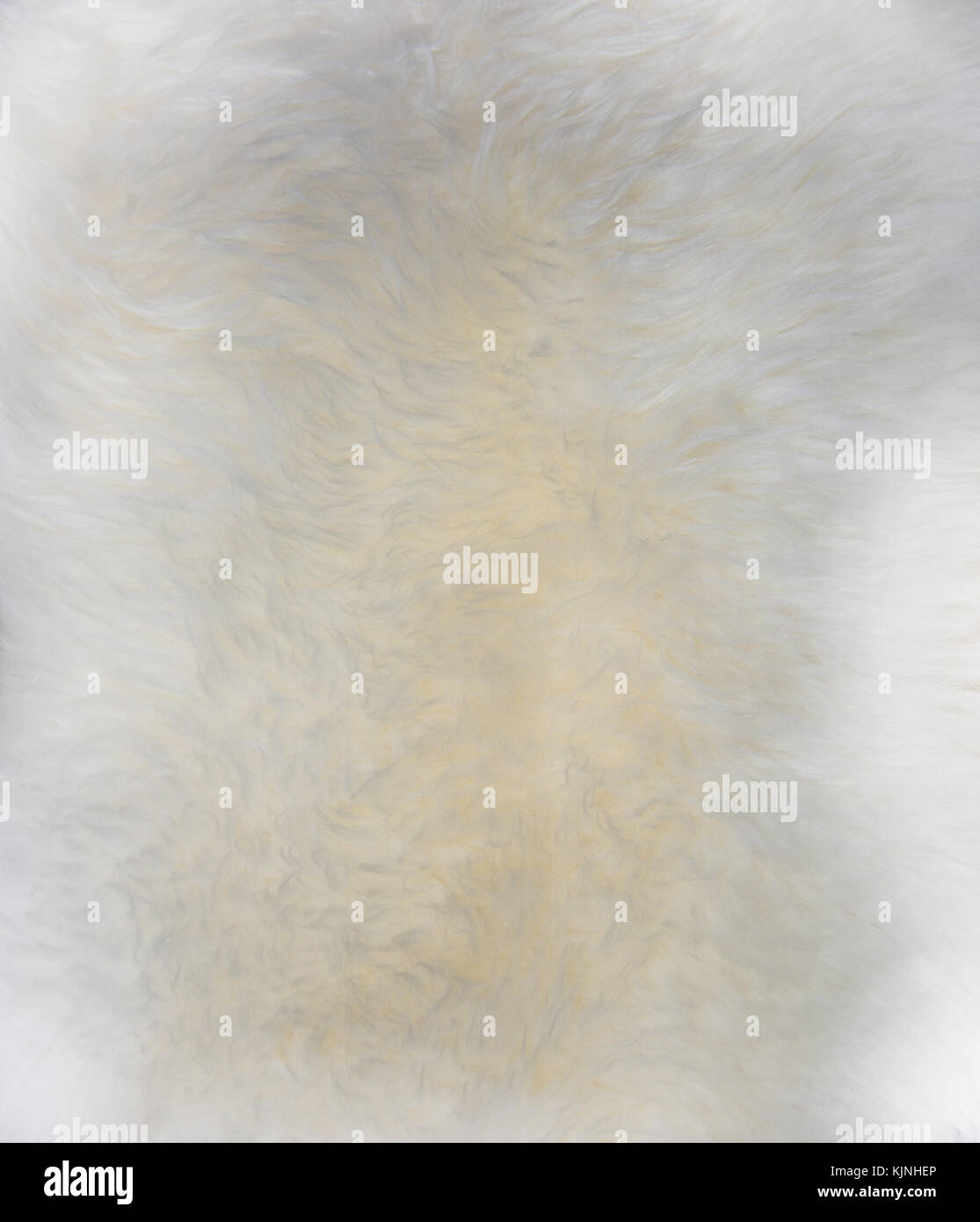Rustic background white long haired sheepskin texture Stock Photo - Alamy