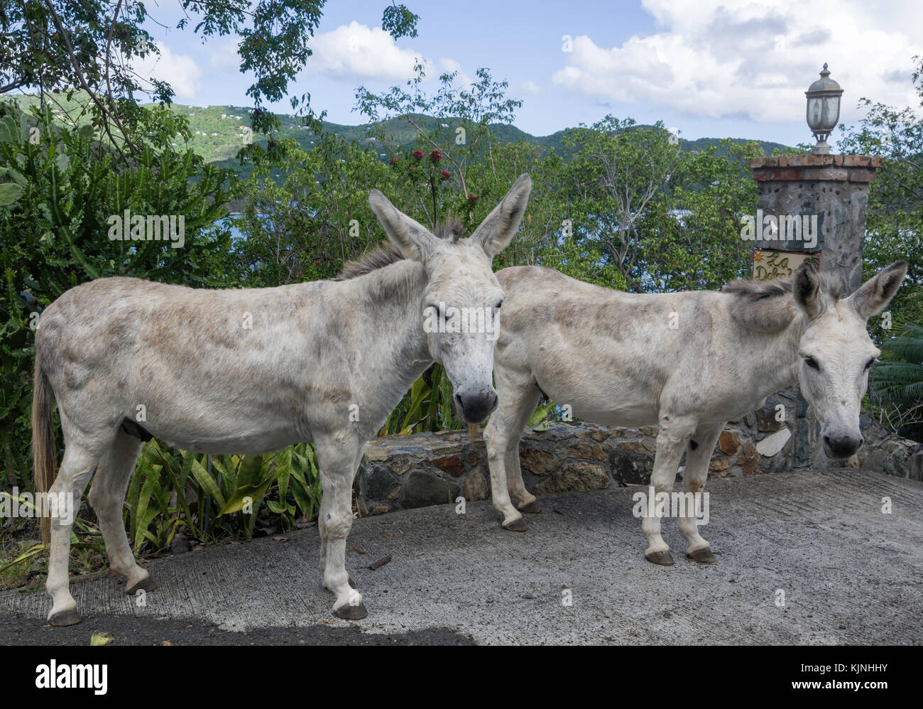 Donkeys roam along Centerline Road, St. John, US Virgin Islands Stock ...
