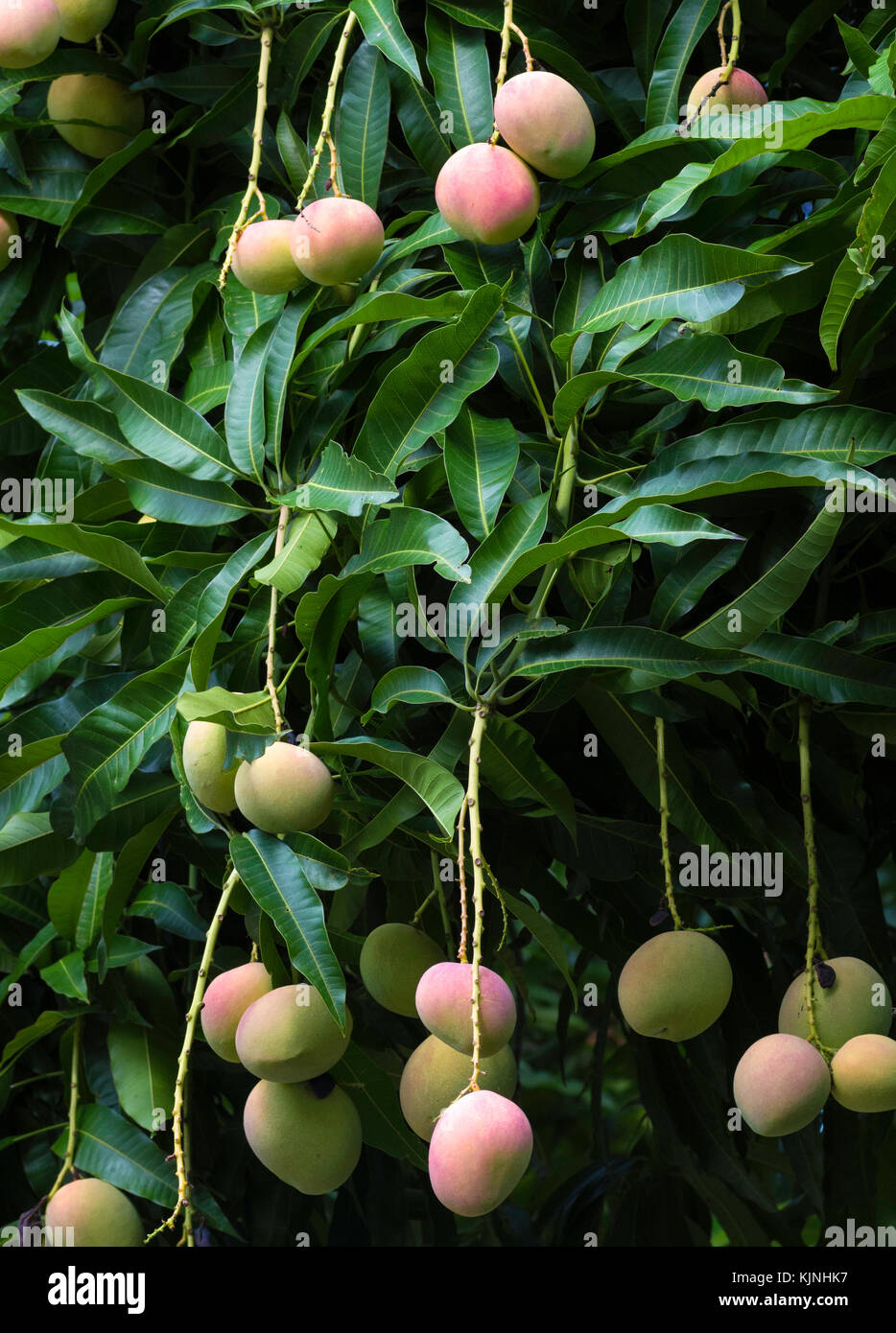 Mangos on tree hi-res stock photography and images - Alamy