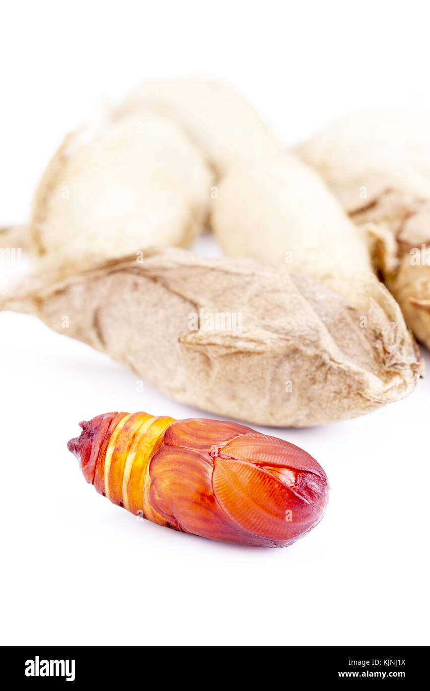 Closed up of giant Atlas moth (Attacus atlas) chrysalis or pupa on ...