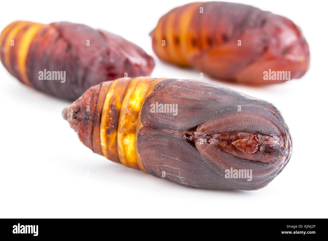Closed up of giant Atlas moth (Attacus atlas) chrysalis or pupa on ...