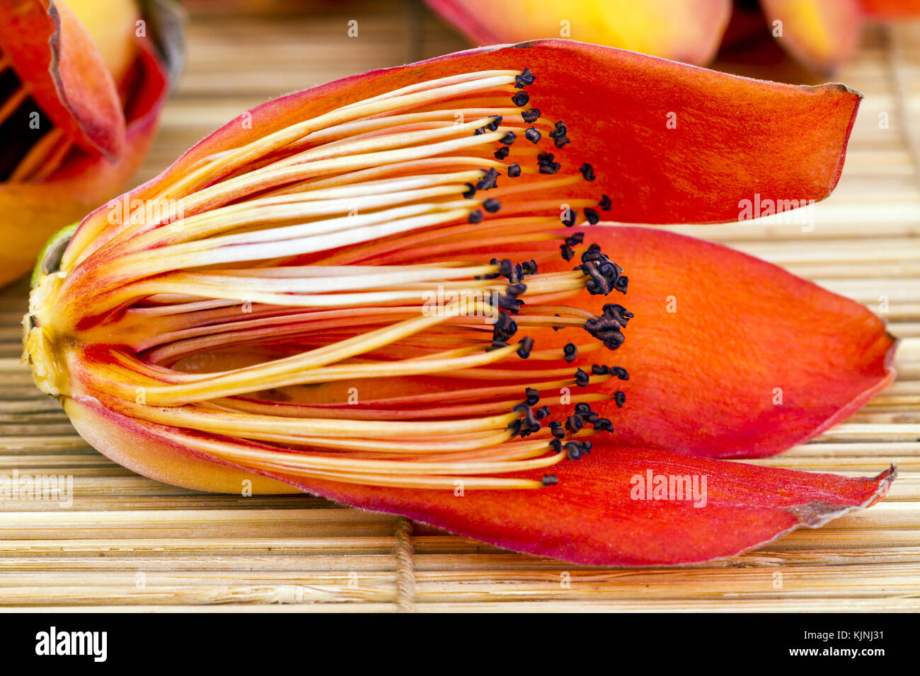 Flower of Fresh BOMBAX CEIBA LINN - prepare for drying androecium for ...