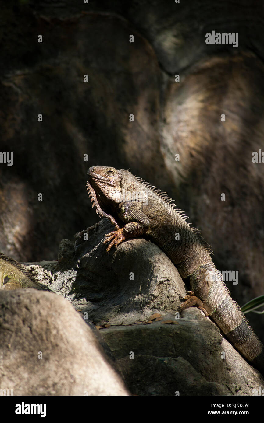 Green iguana or Common iguana / Is a species of iguana native to ...