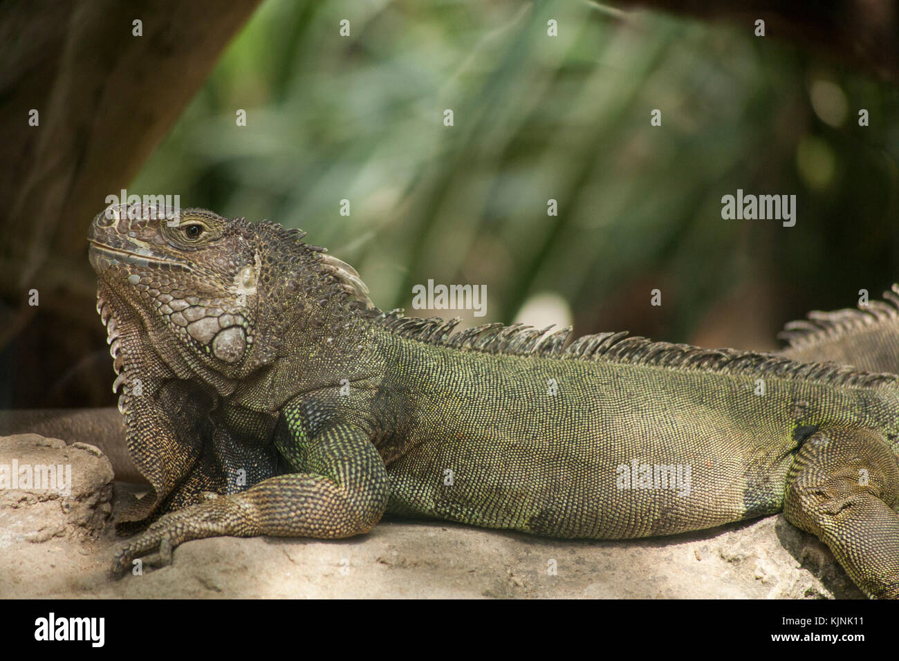 Green iguana or Common iguana / Is a species of iguana native to ...