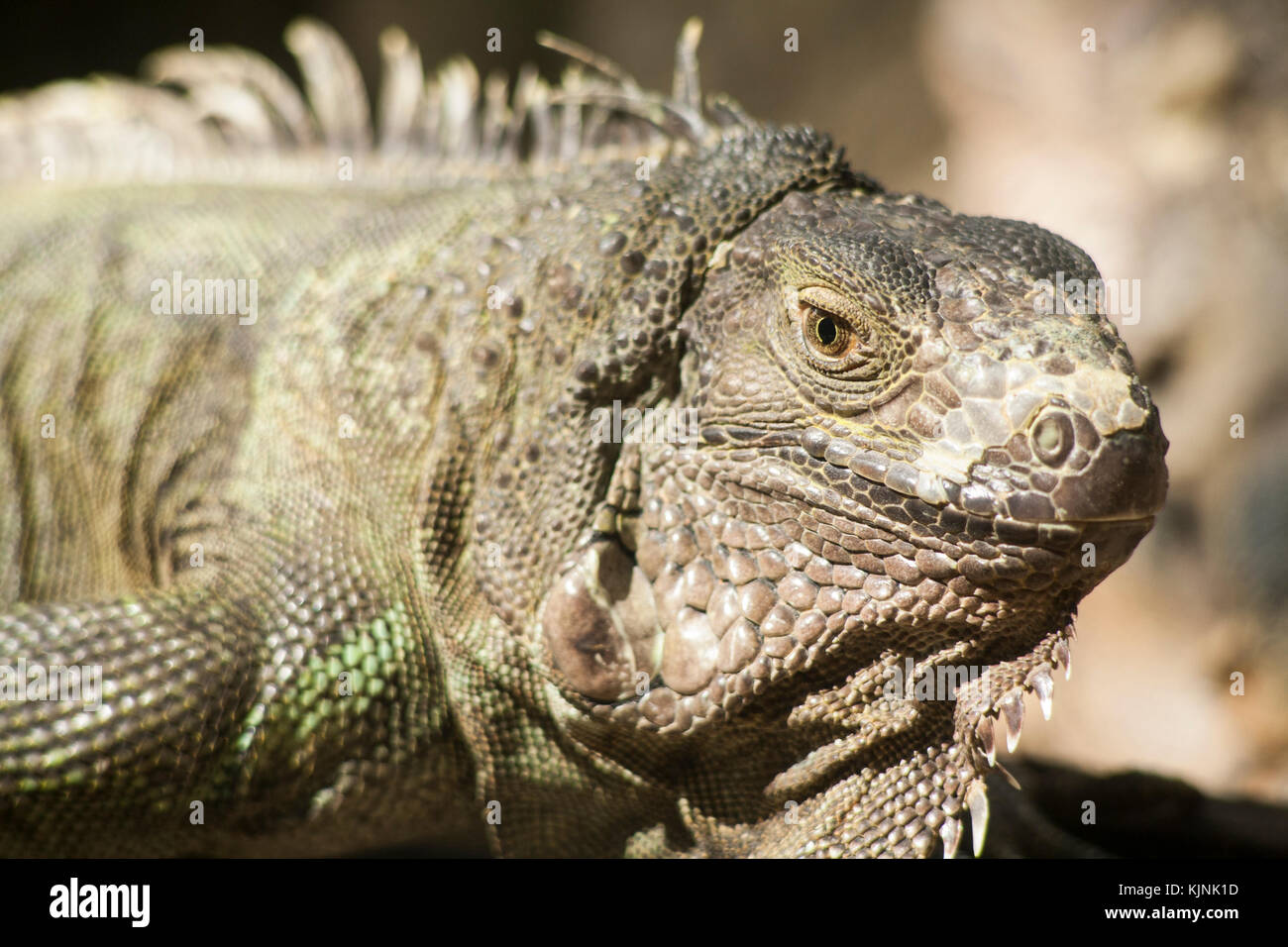 Green iguana or Common iguana / Is a species of iguana native to ...