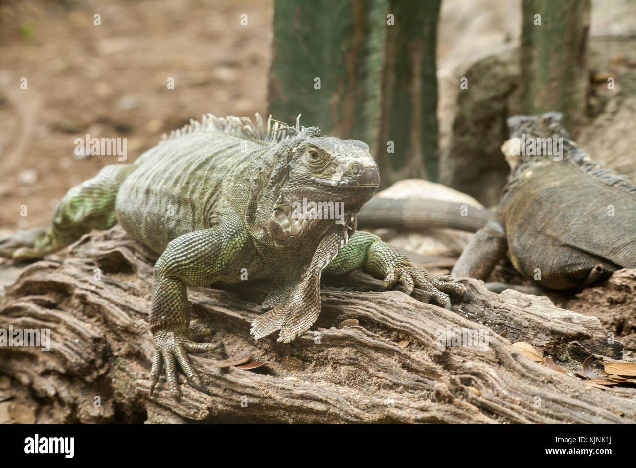 Green iguana or Common iguana / Is a species of iguana native to ...