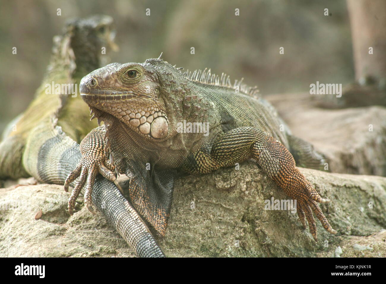 Green iguana or Common iguana / Is a species of iguana native to ...