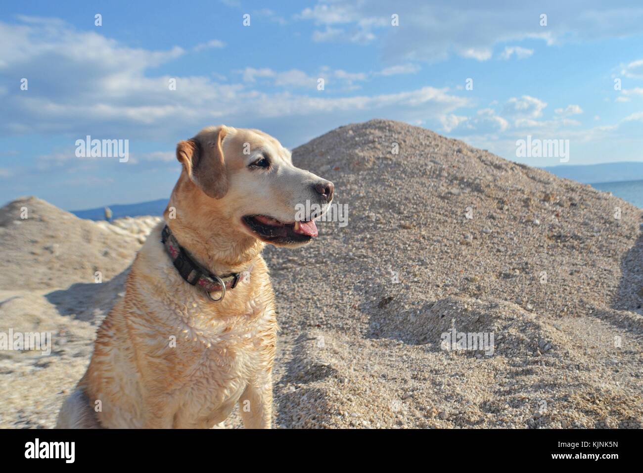 Cream labrador hi-res stock photography and images - Alamy