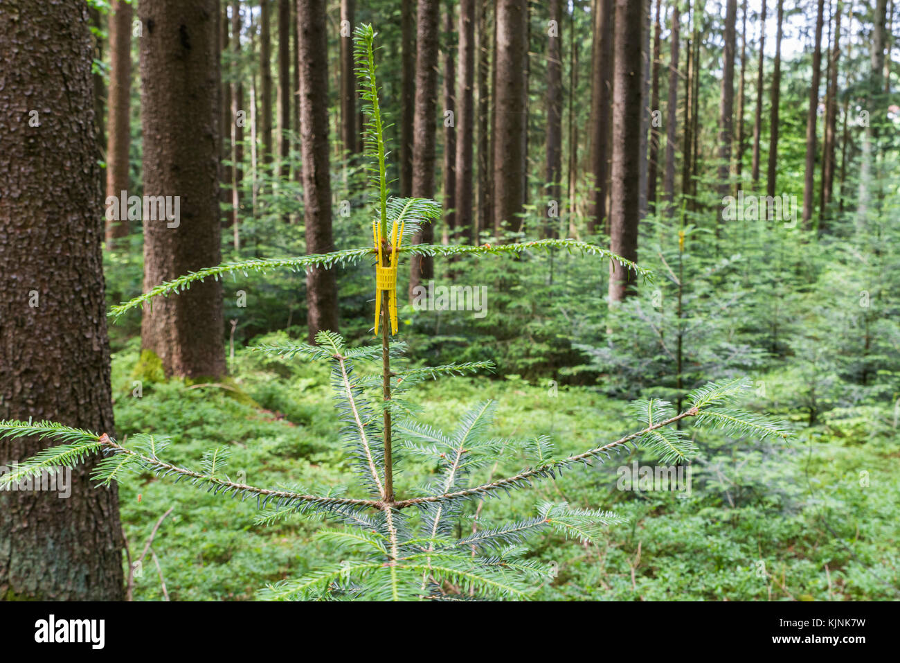 Young little fir tree in a forest with a wristband protection against ...