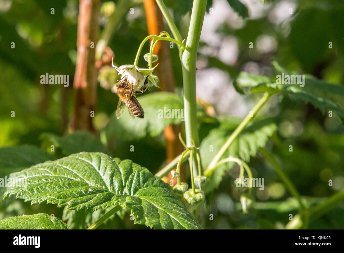 Flying Honey bee on blooming raspberry flower Stock Photo - Alamy