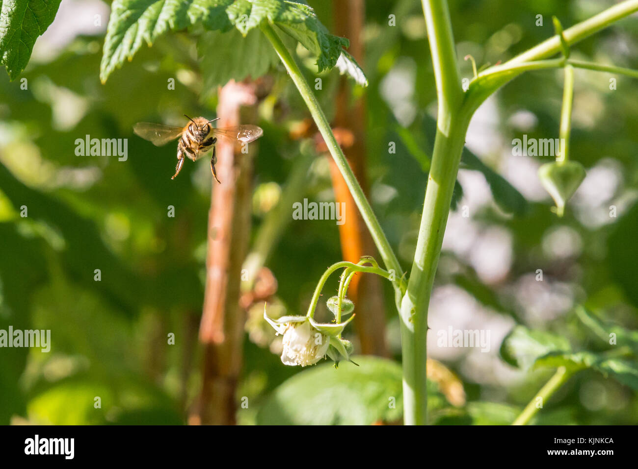 Raspberry Plant Bloom Bee High Resolution Stock Photography and Images ...
