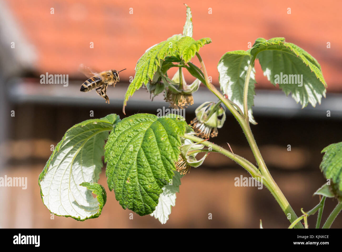 Flying Honey bee on blooming raspberry flower Stock Photo - Alamy