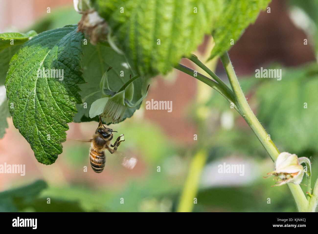 Flying Honey bee on blooming raspberry flower Stock Photo - Alamy