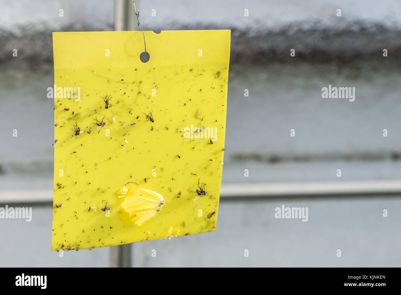 Yellow sticky trap with bugs and vermin in a green house Stock Photo ...