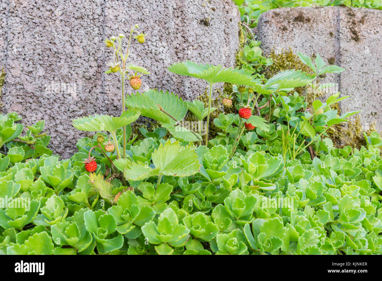 Wild wood strawberry with green and red strawberry on the plant in a ...