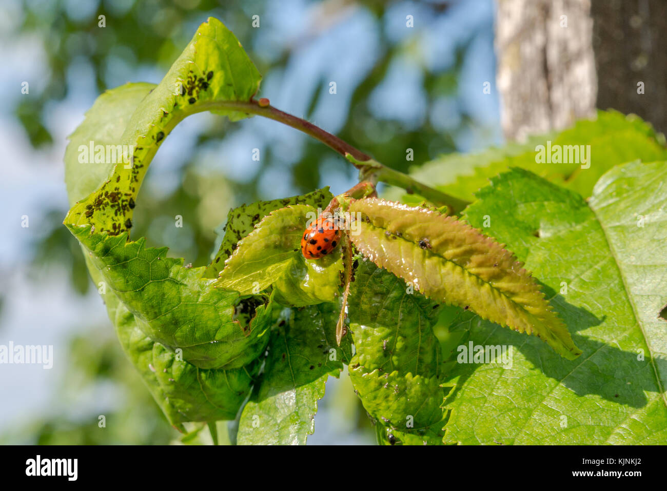 Ladybird beetle on a sherry tree with many louse and vermin Stock Photo ...