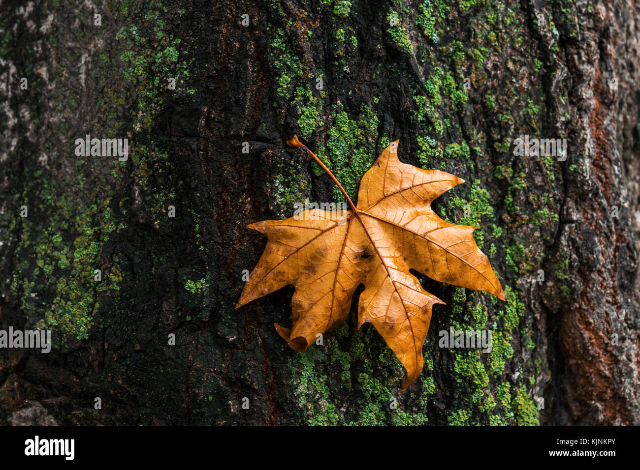 Leaf bark maple texture hi-res stock photography and images - Alamy