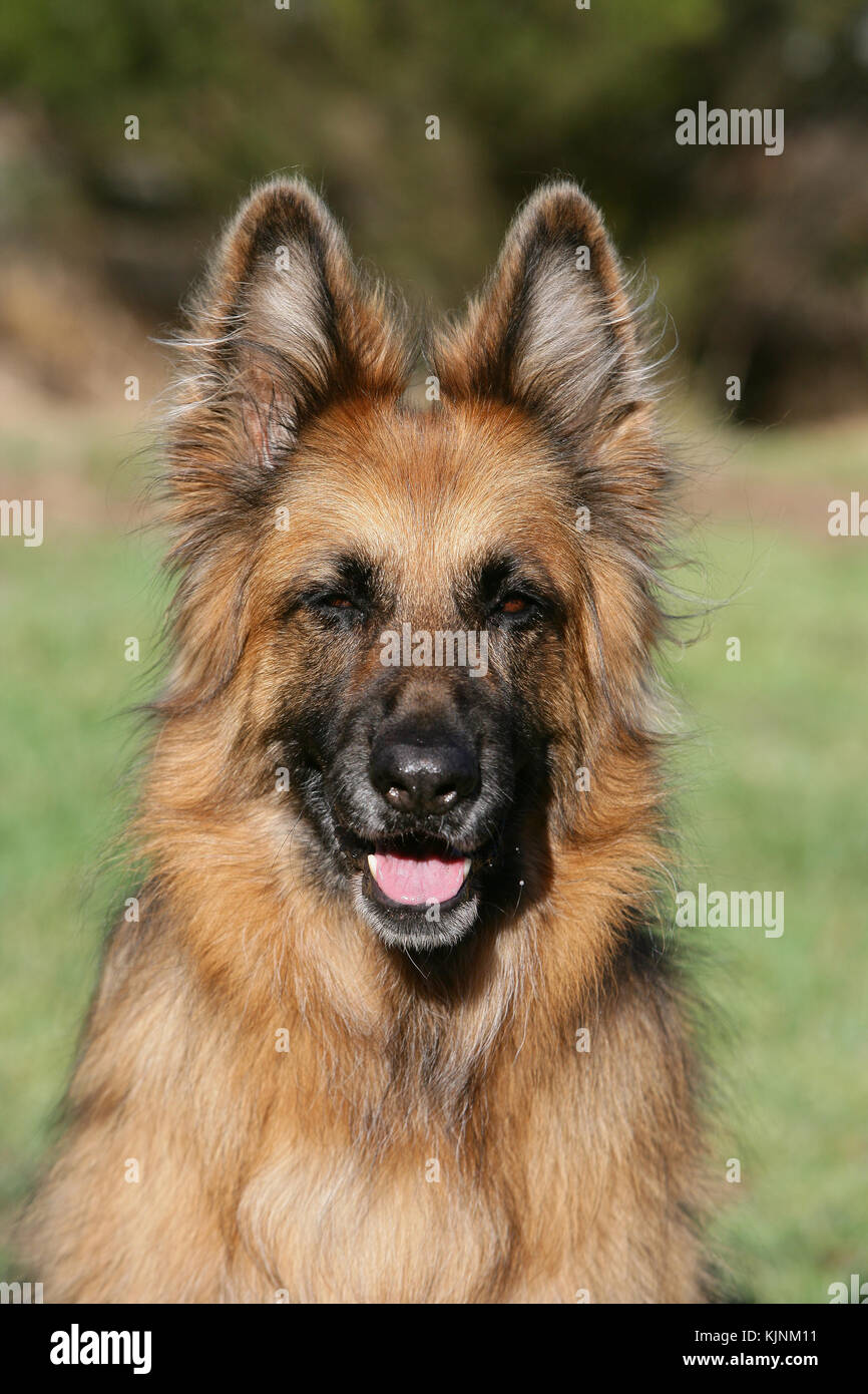 Headshot Of An Alsatian High Resolution Stock Photography and Images ...
