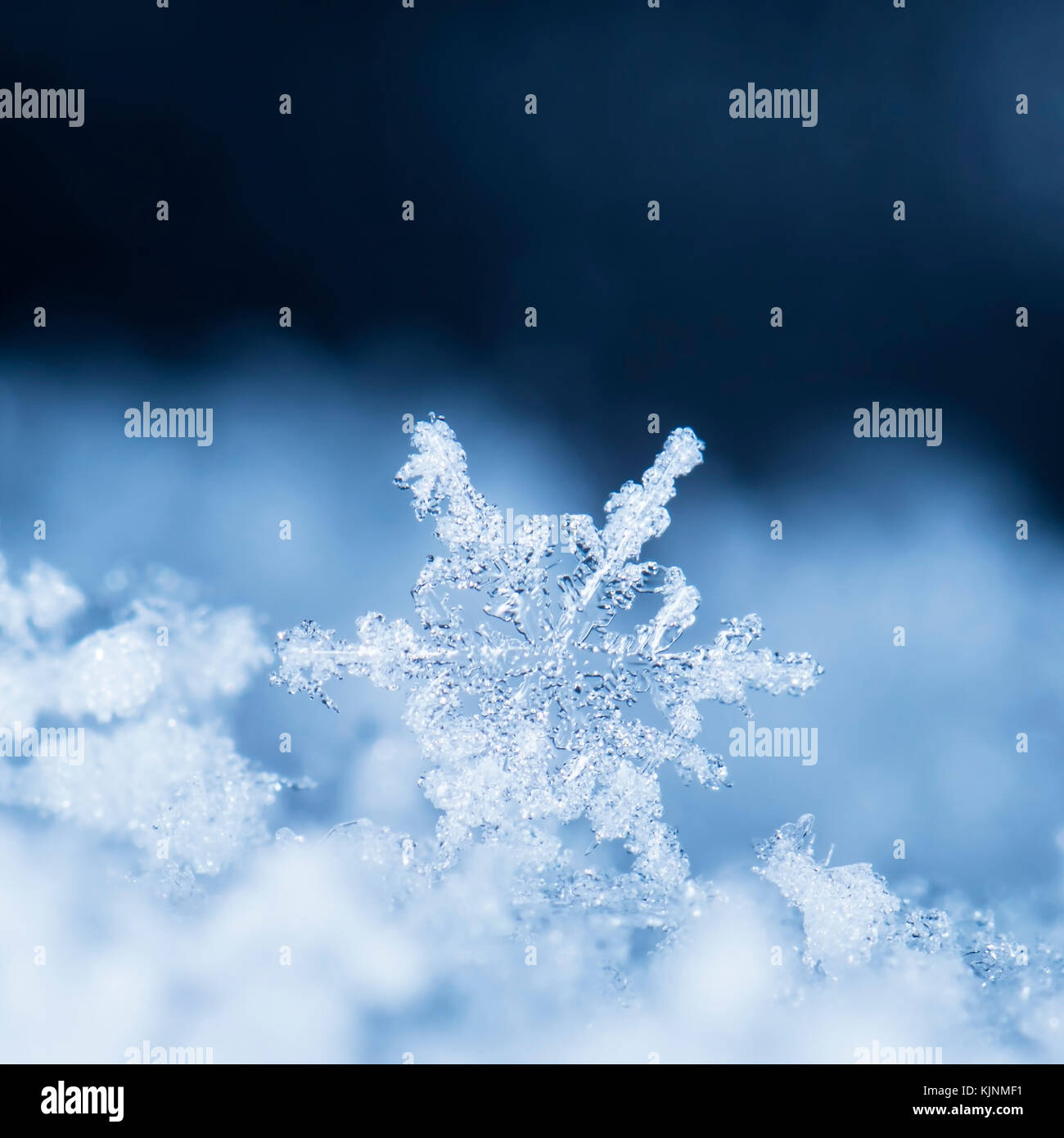 natural snowflakes on snow Stock Photo - Alamy