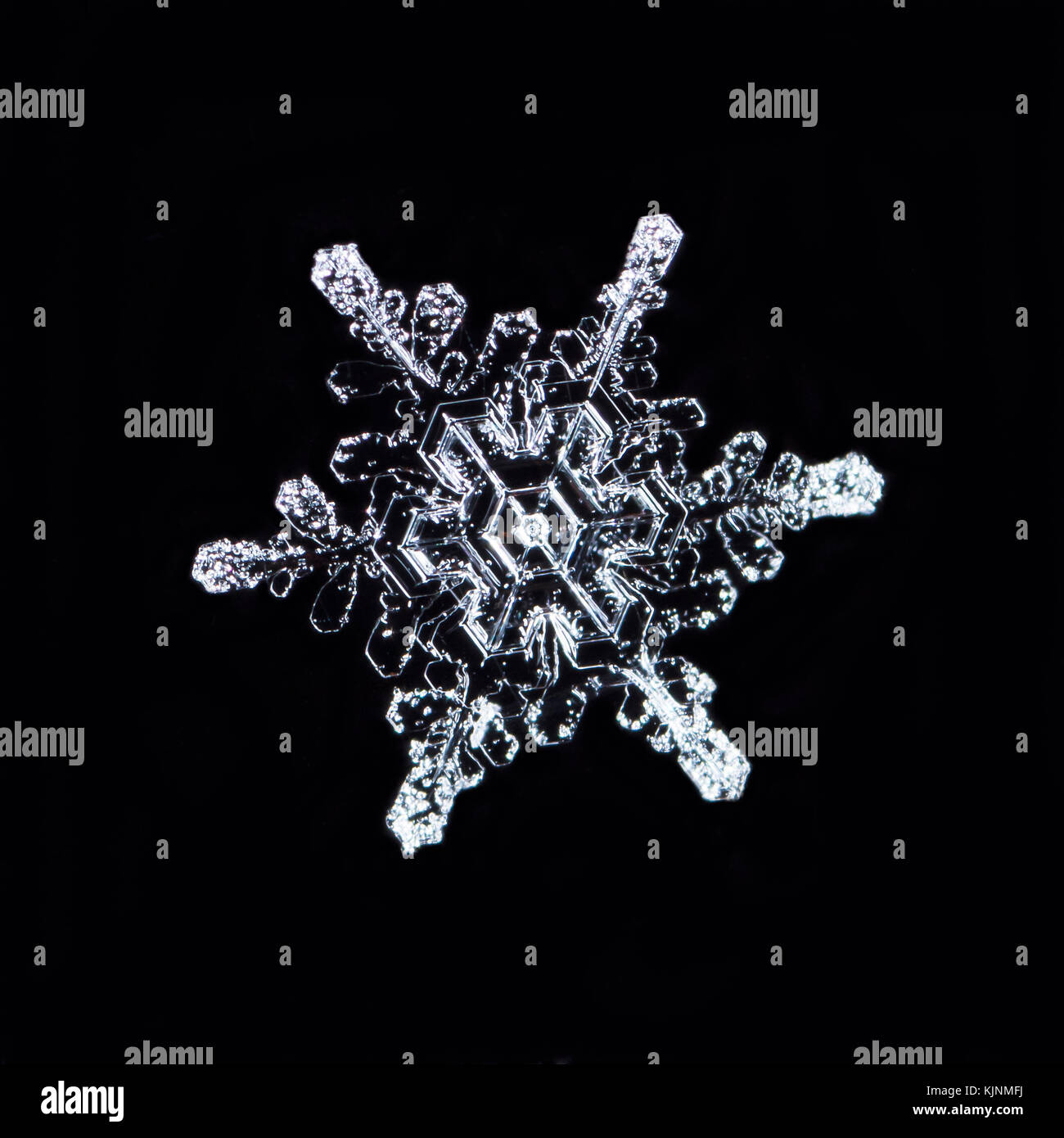 natural snowflakes, photo real snowflakes during a snowfall Stock Photo ...