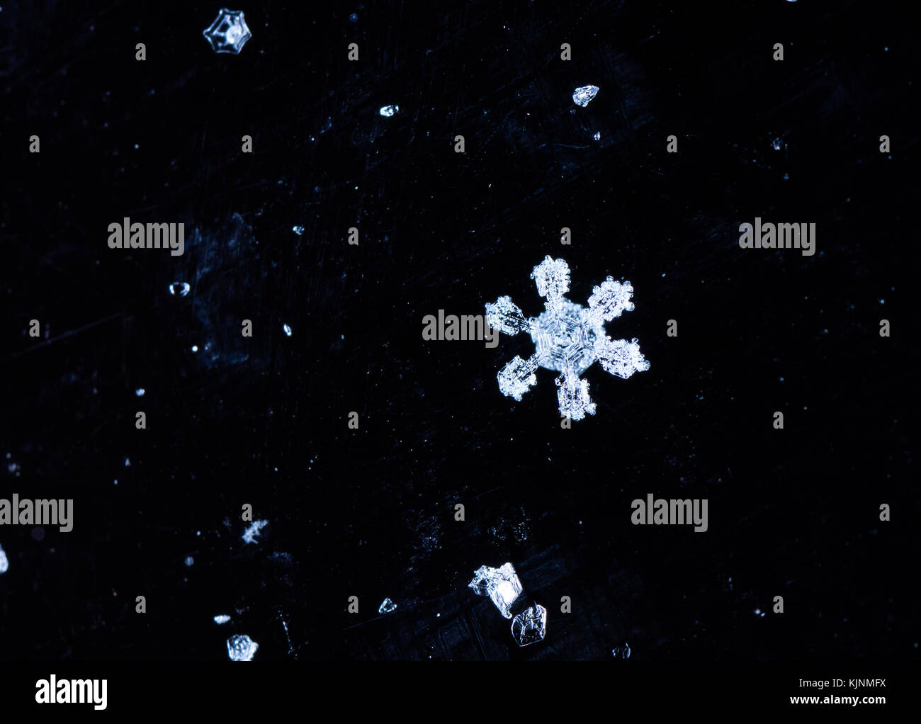 natural snowflakes, photo real snowflakes during a snowfall Stock Photo ...