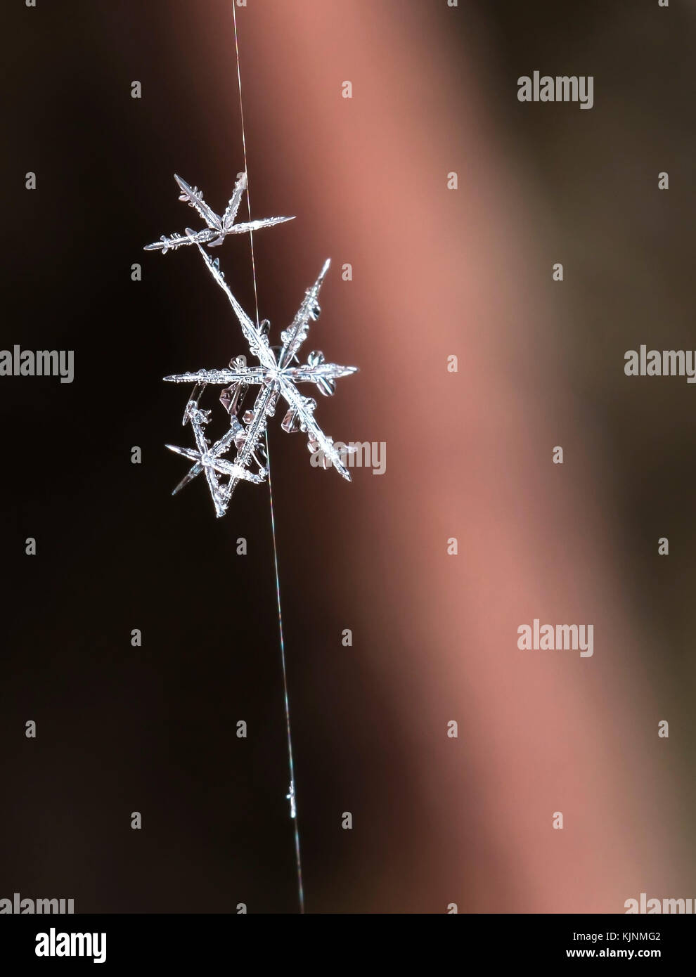 natural snowflakes, photo real snowflakes during a snowfall Stock Photo ...