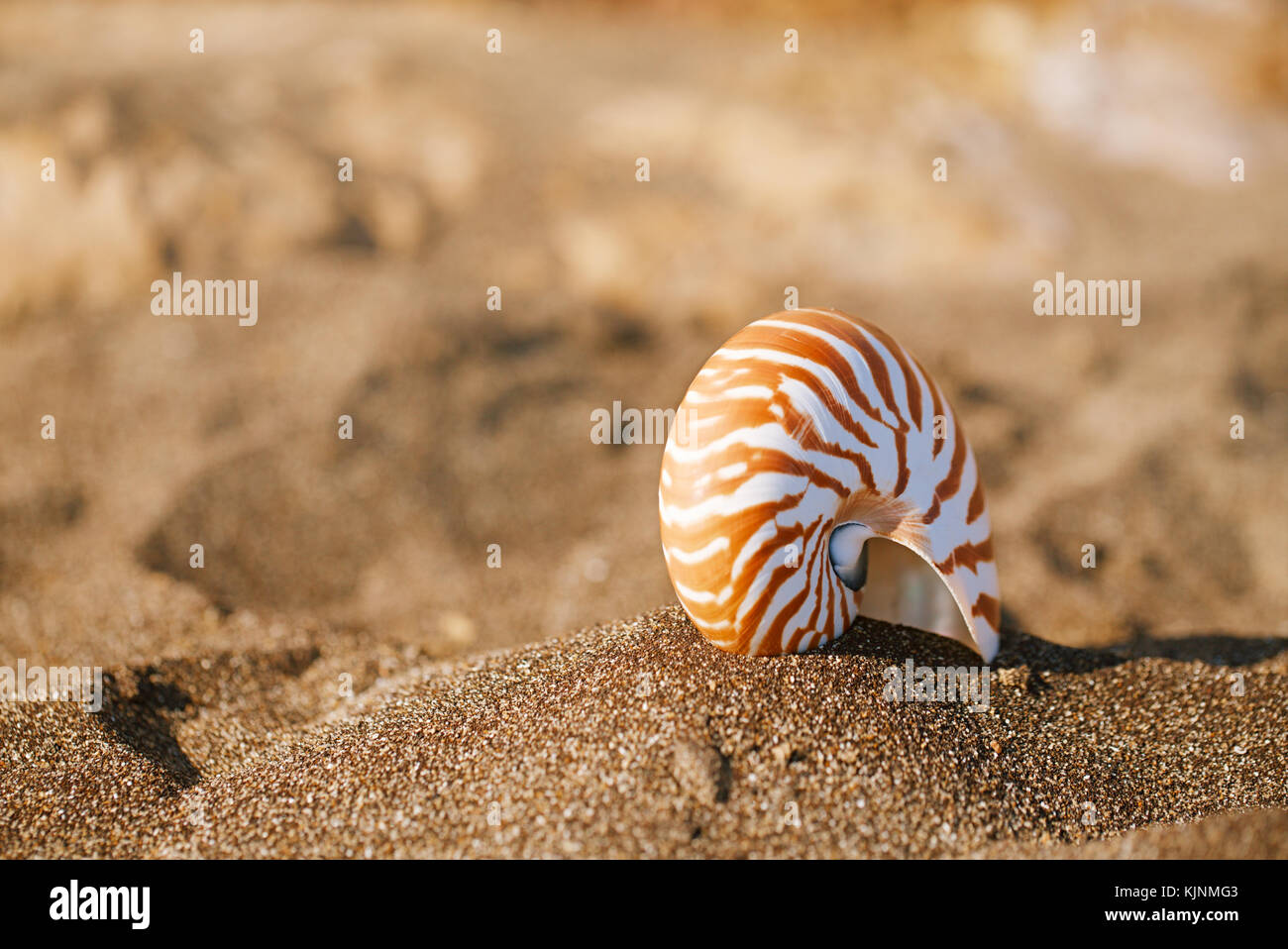 nautilus pompilius sea shell seashell on black sand beach, Isle of ...