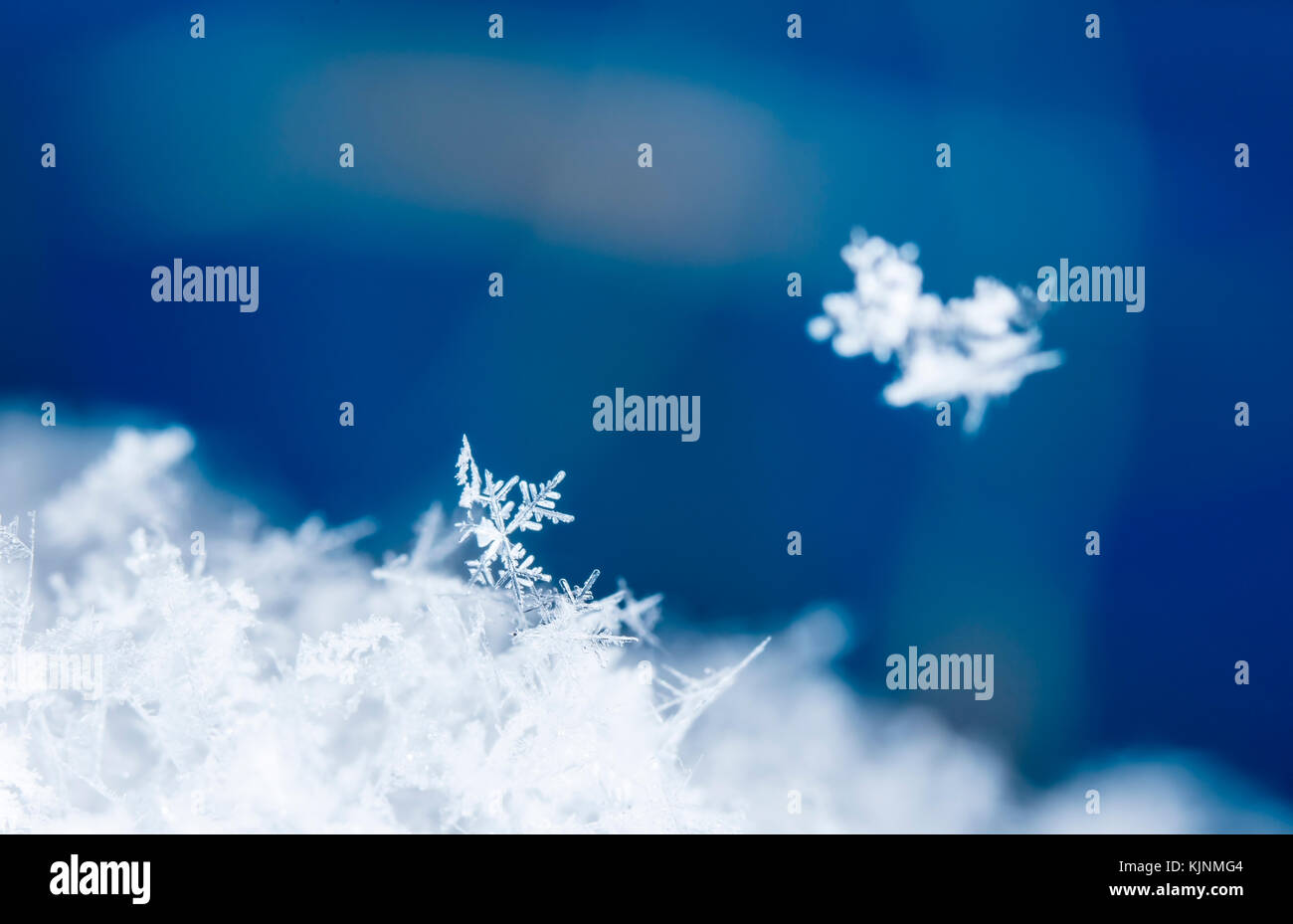 natural snowflakes on snow, photo real snowflakes during a snowfall ...