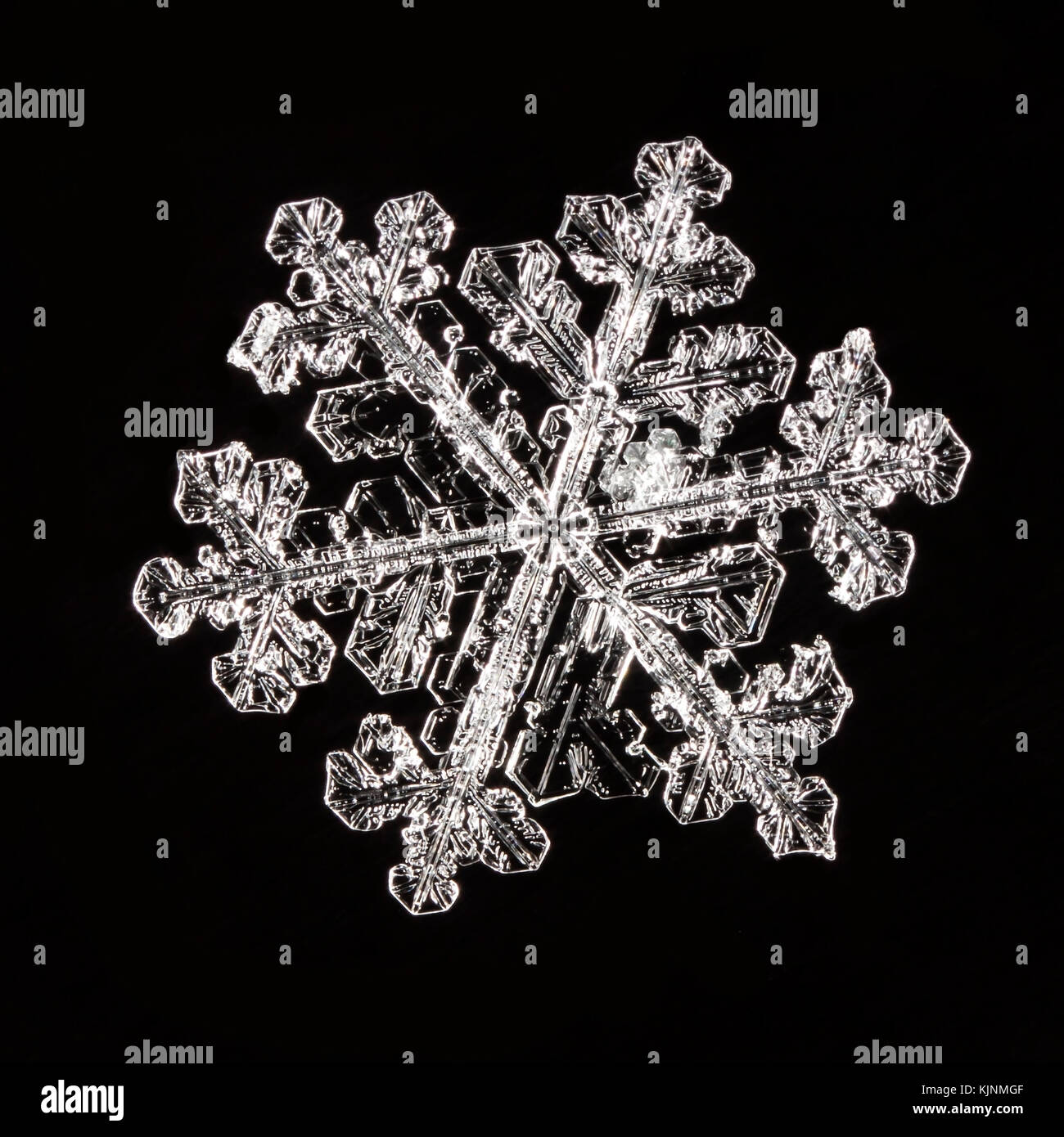 natural snowflakes, photo real snowflakes during a snowfall Stock Photo ...