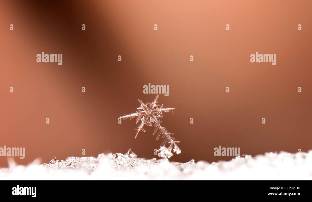 natural snowflakes on snow, photo real snowflakes during a snowfall ...