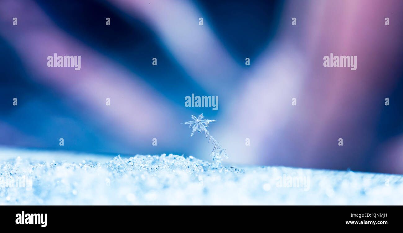 natural snowflakes on snow, photo real snowflakes during a snowfall ...