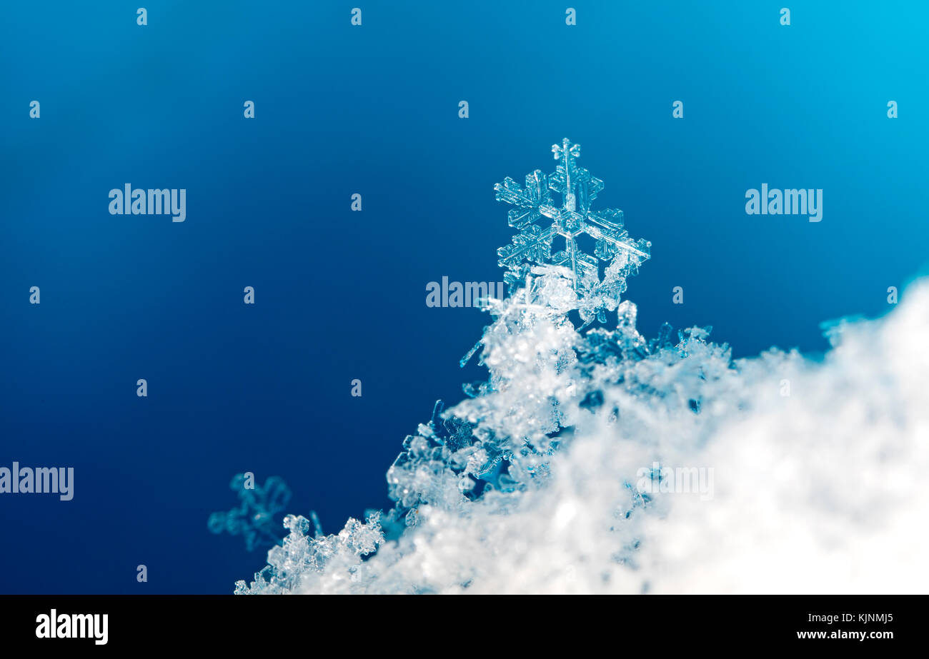 natural snowflakes on snow, photo real snowflakes during a snowfall ...