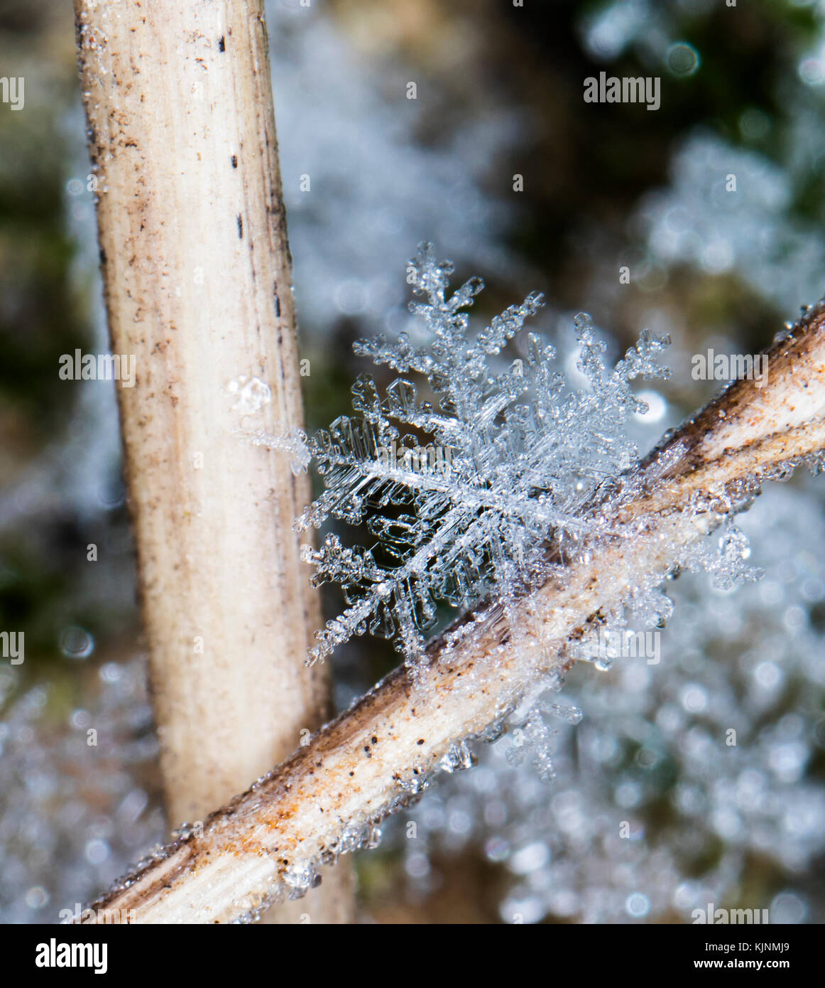 natural snowflakes on snow, photo real snowflakes during a snowfall ...