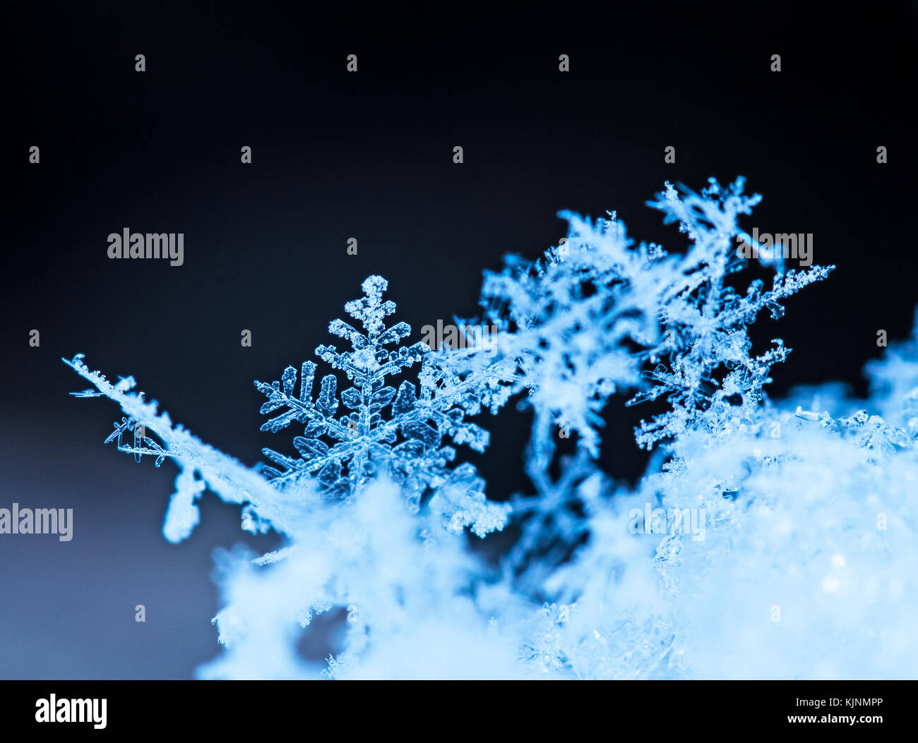 natural snowflakes on snow, photo real snowflakes during a snowfall ...