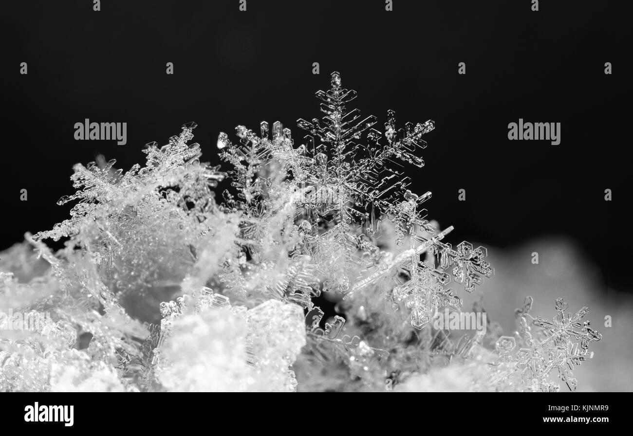 natural snowflakes on snow, photo real snowflakes during a snowfall ...