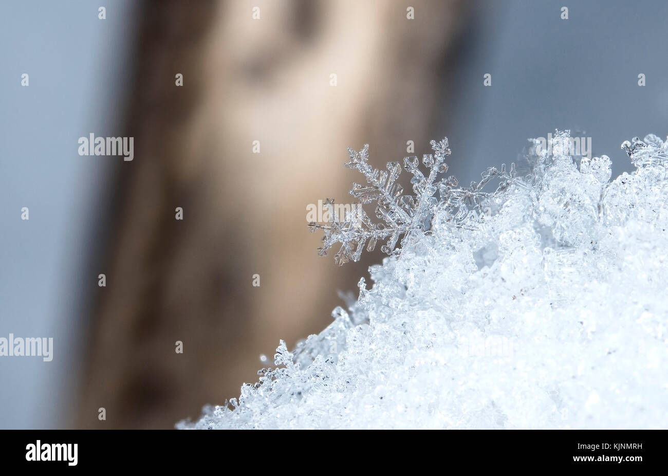 natural snowflakes on snow, photo real snowflakes during a snowfall ...