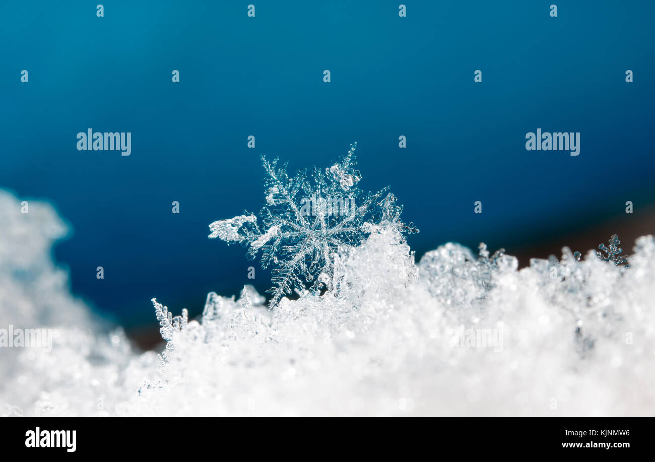 natural snowflakes on snow, photo real snowflakes during a snowfall ...