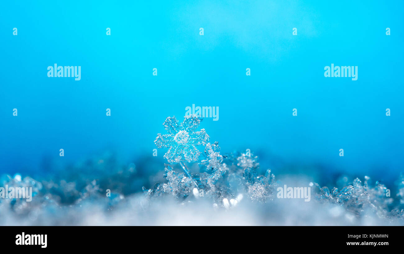 natural snowflakes on snow, photo real snowflakes during a snowfall ...