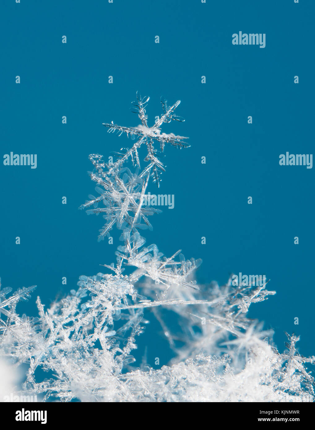 natural snowflakes on snow, photo real snowflakes during a snowfall ...