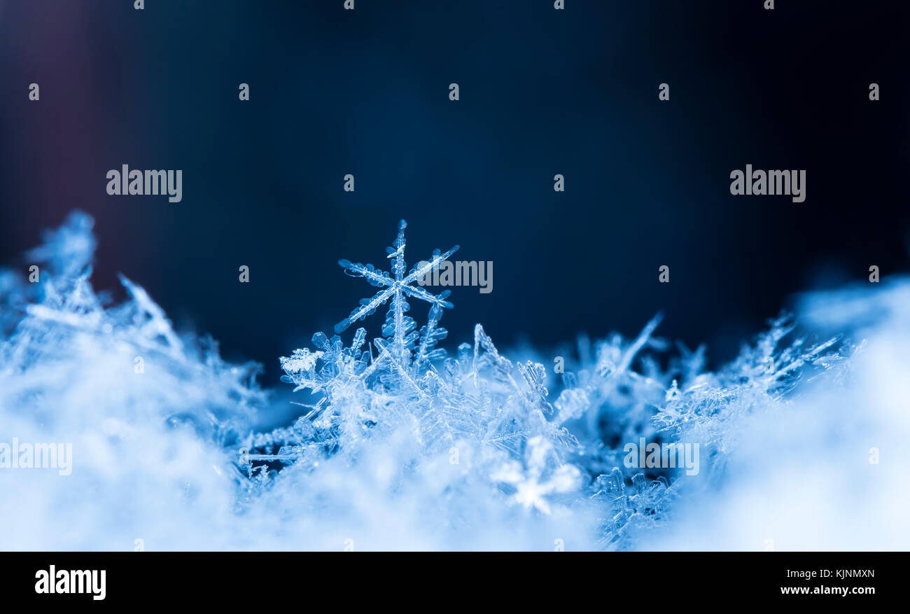 natural snowflakes on snow, photo real snowflakes during a snowfall ...