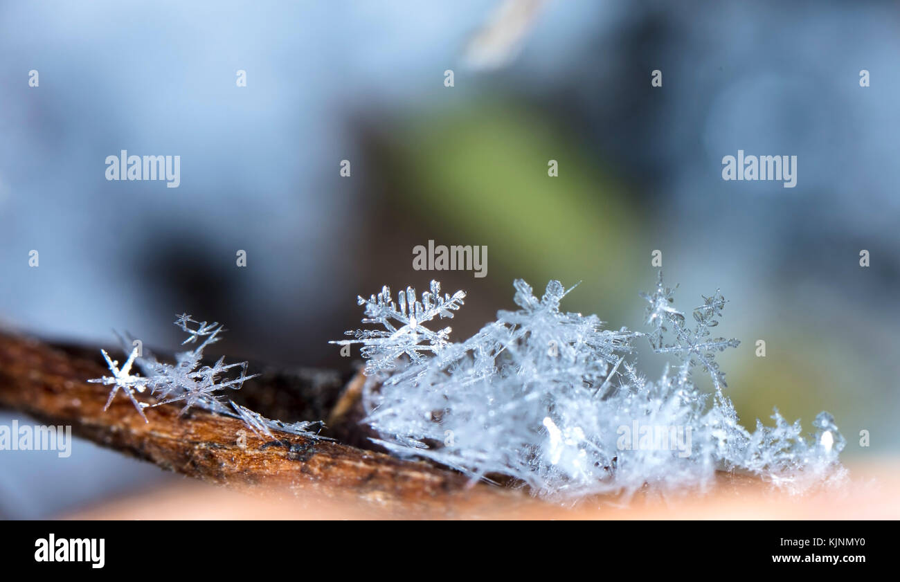 natural snowflakes on snow, photo real snowflakes during a snowfall ...