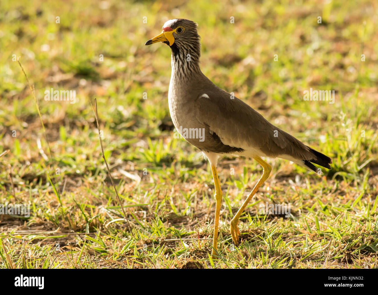 African Wattled Lapwing Stock Photo - Alamy