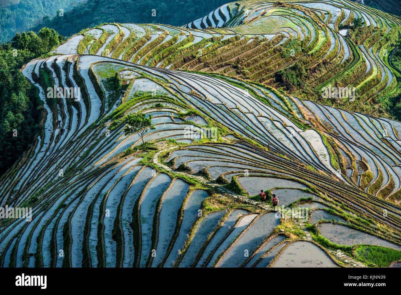 Beautiful view of the rice terraces of Guilin district in China, While ...