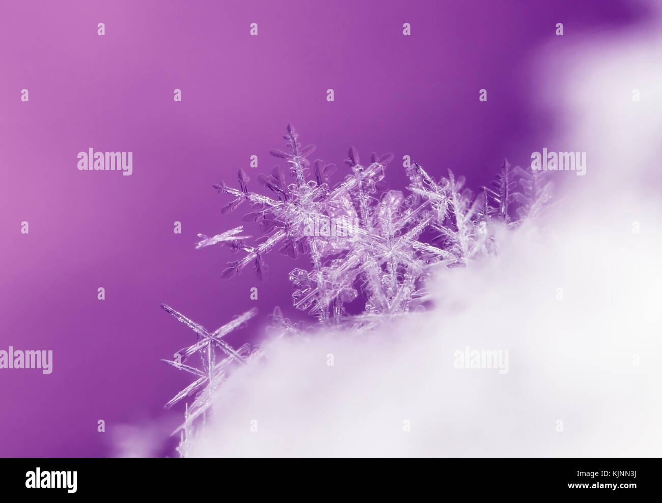 natural snowflakes on snow, photo real snowflakes during a snowfall ...