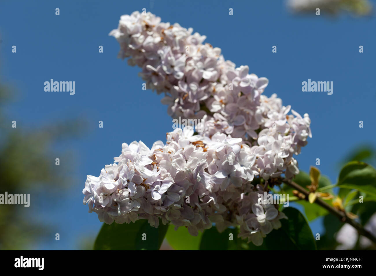 Fragrant lilac bush in the spring garden Stock Photo - Alamy