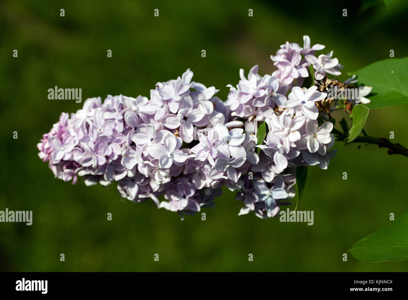 Fragrant lilac bush in the spring garden Stock Photo - Alamy